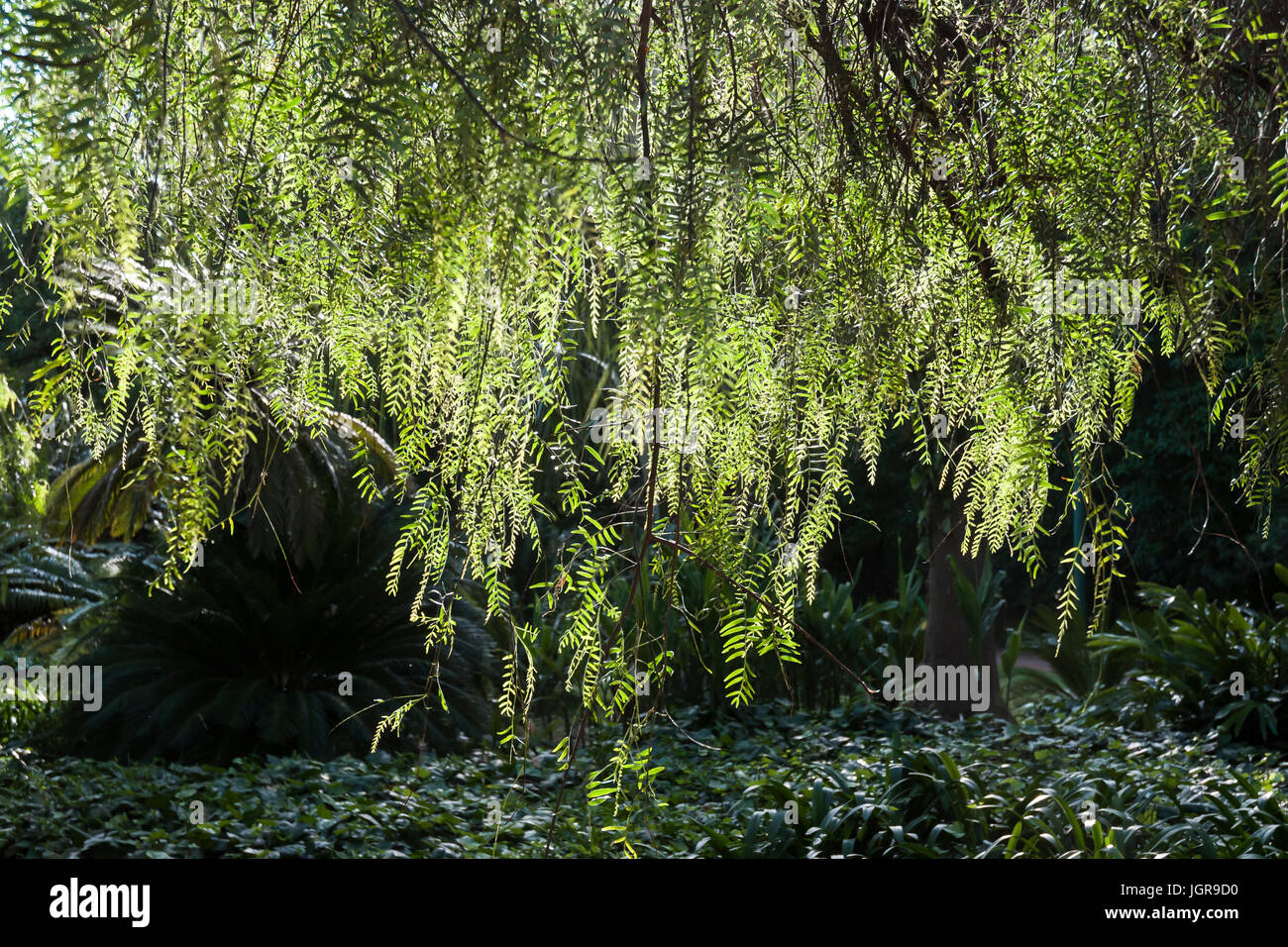 Sun shining through Aguaribay tree leaves (Schinus areira Stock Photo ...