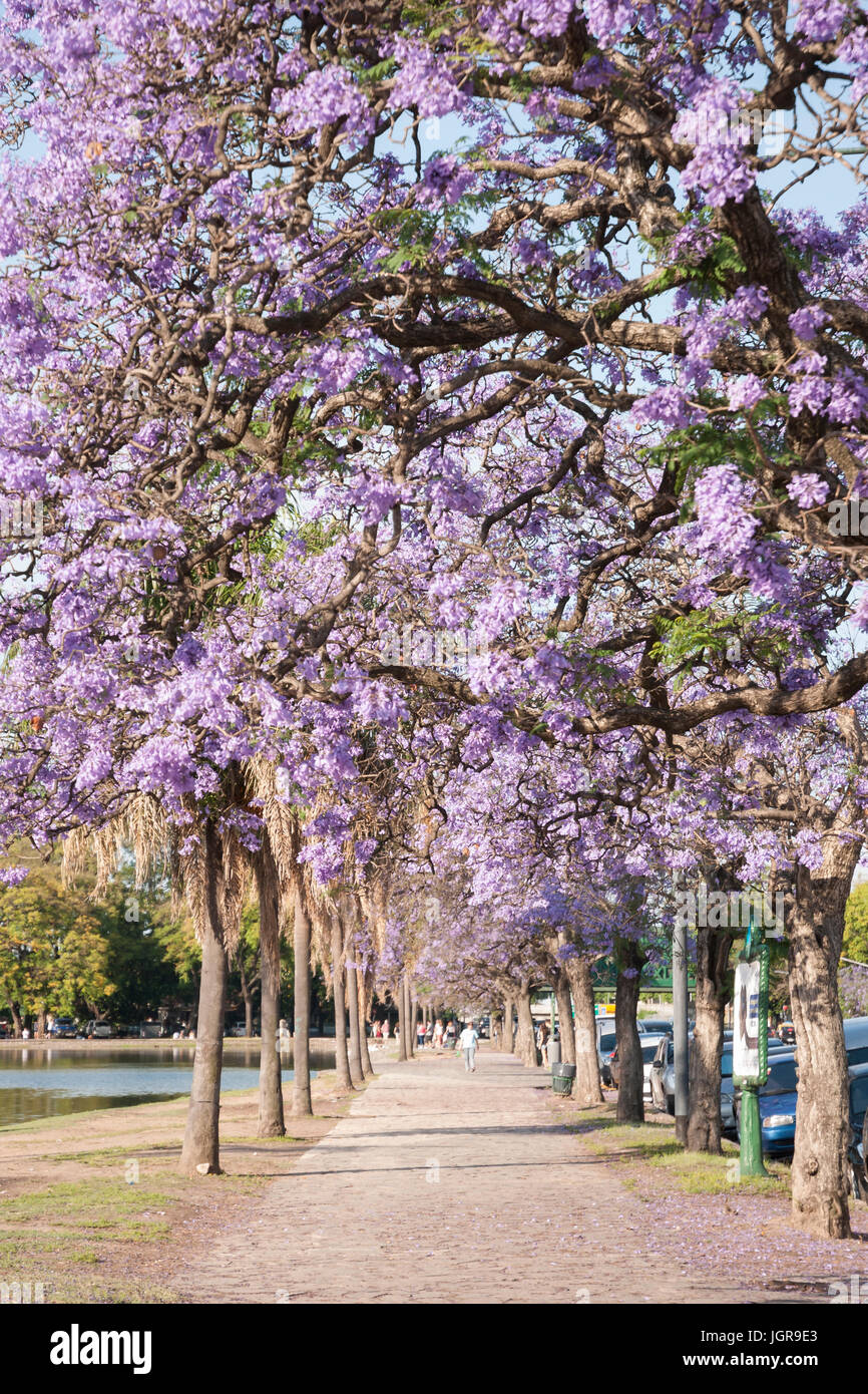 Argentina. Buenos Aires during springtime, Jacaranda mimosifolia trees ...