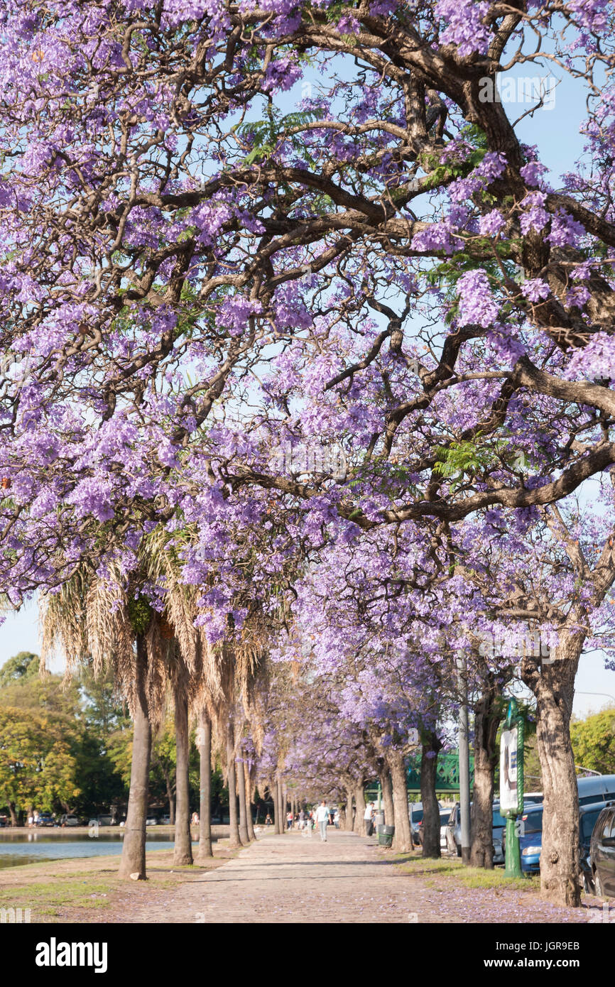 Argentina. Buenos Aires during springtime, Jacaranda mimosifolia trees ...
