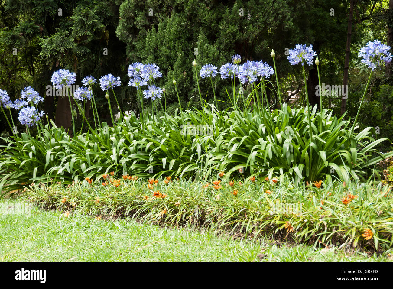 Blue african lily, agapanthus africanus flowers in a garden Stock Photo ...