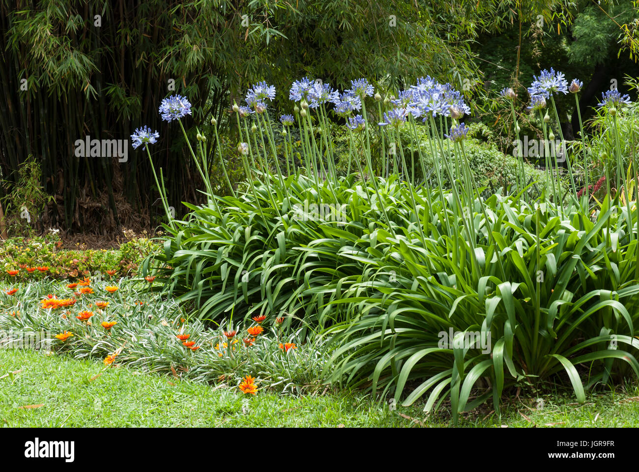 Blue african lily, agapanthus africanus flowers in a garden Stock Photo ...
