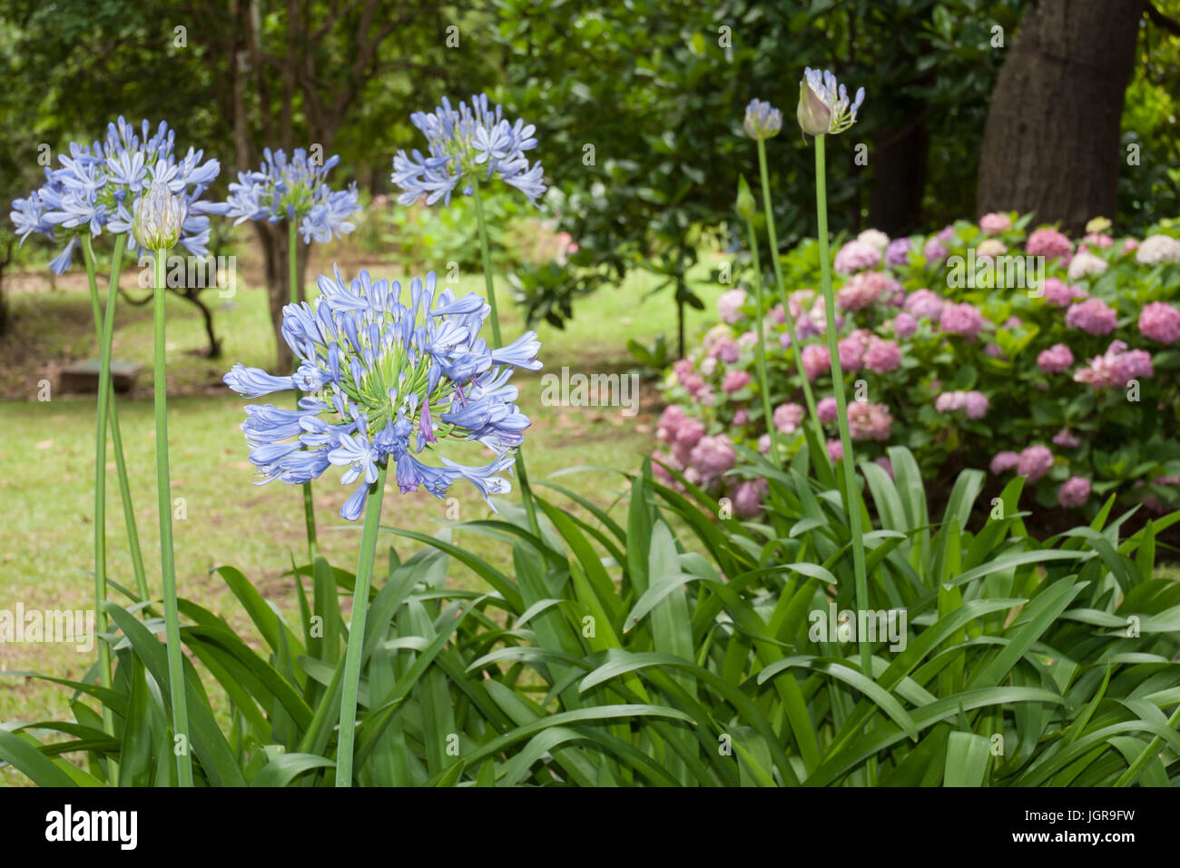 Blue african lily, agapanthus africanus flowers in a garden Stock Photo ...