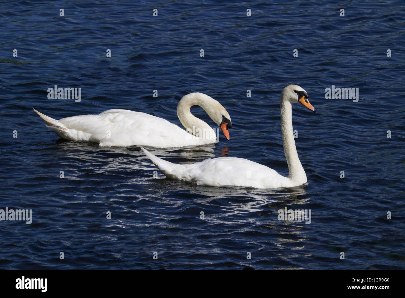 Male and female swans hi-res stock photography and images - Alamy