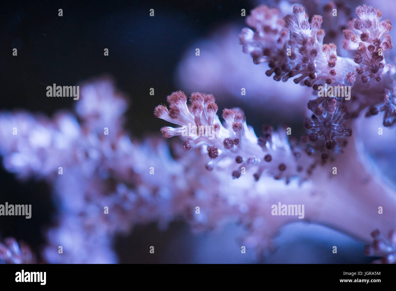 kenya tree coral Stock Photo - Alamy