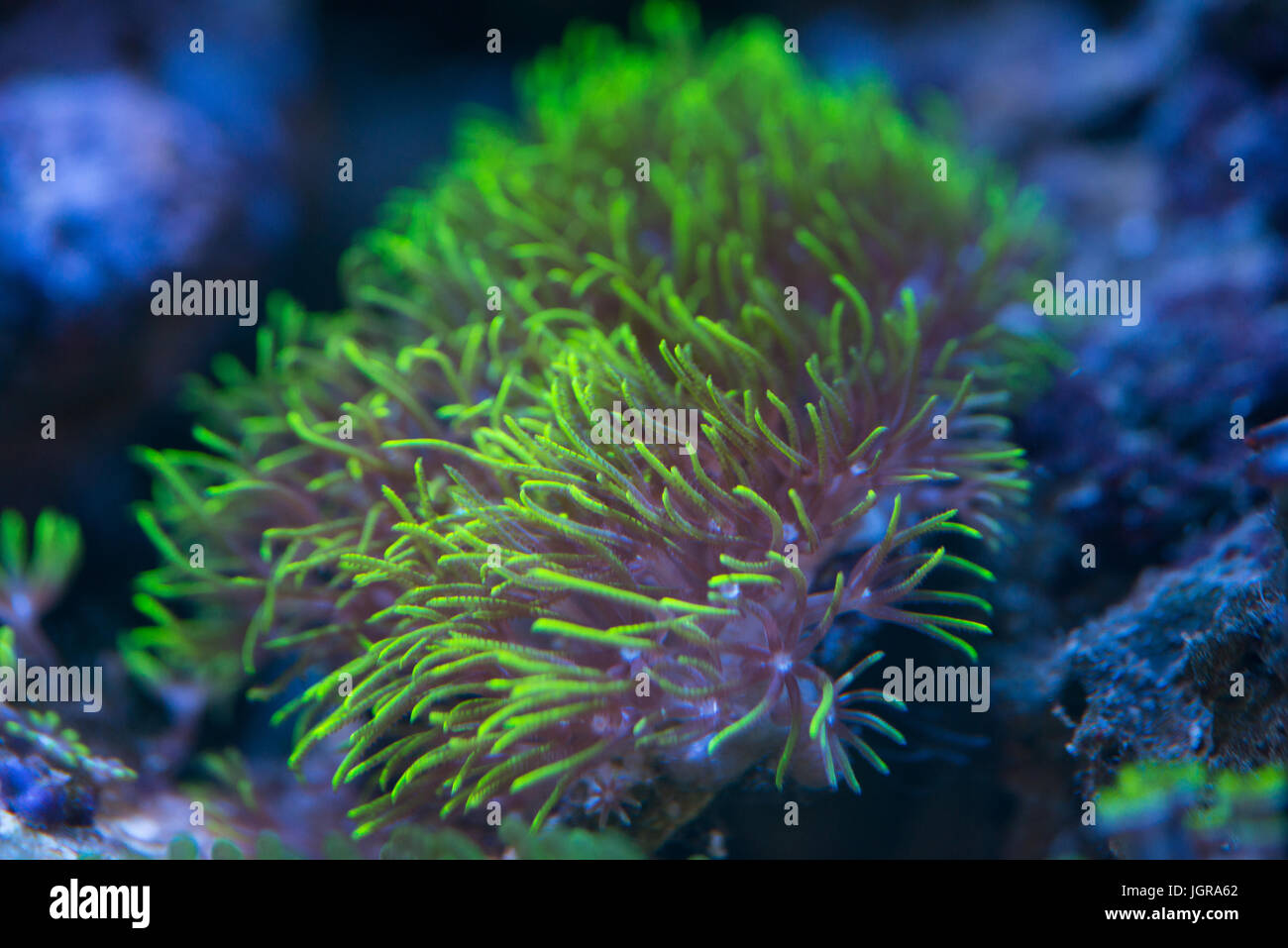 green star polyp coral Stock Photo - Alamy
