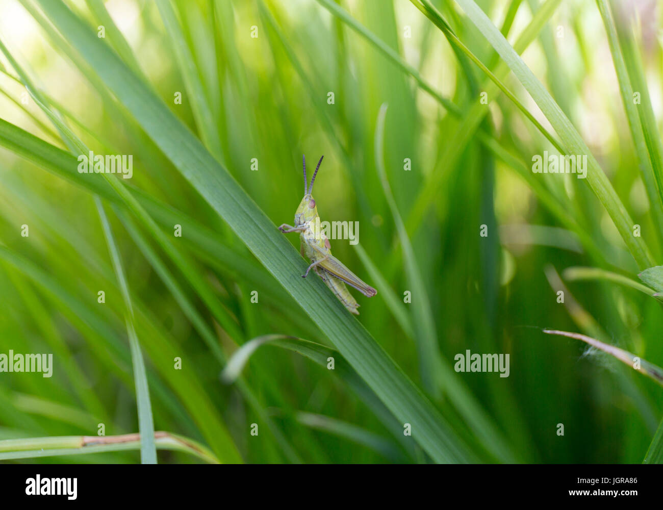 A green grasshopper on grass. Summer blur background Stock Photo - Alamy
