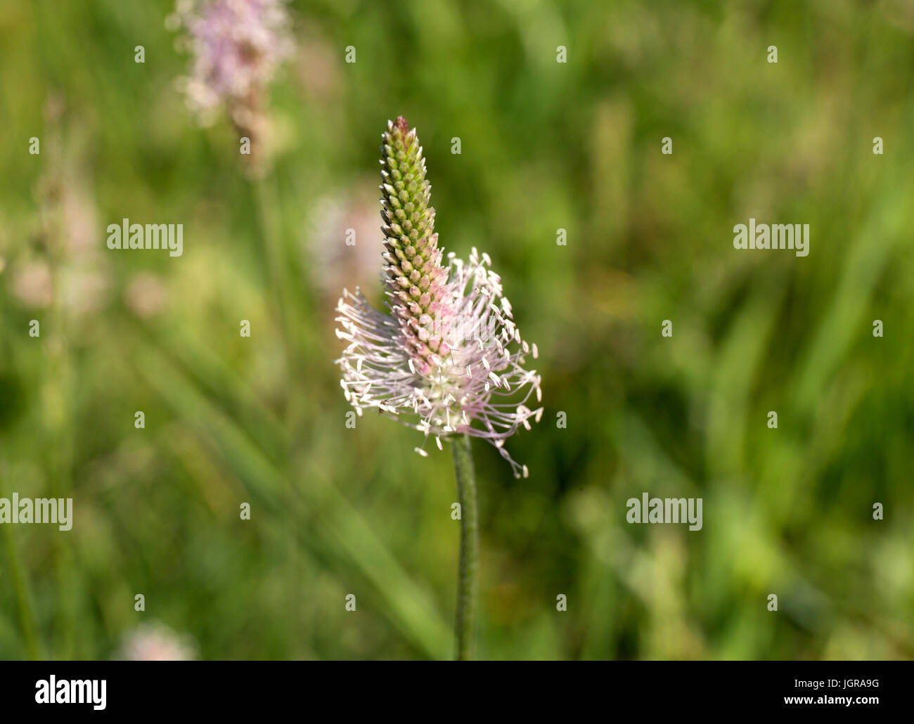Goose grass. Plantain flower. Wildflowers on blur green background ...