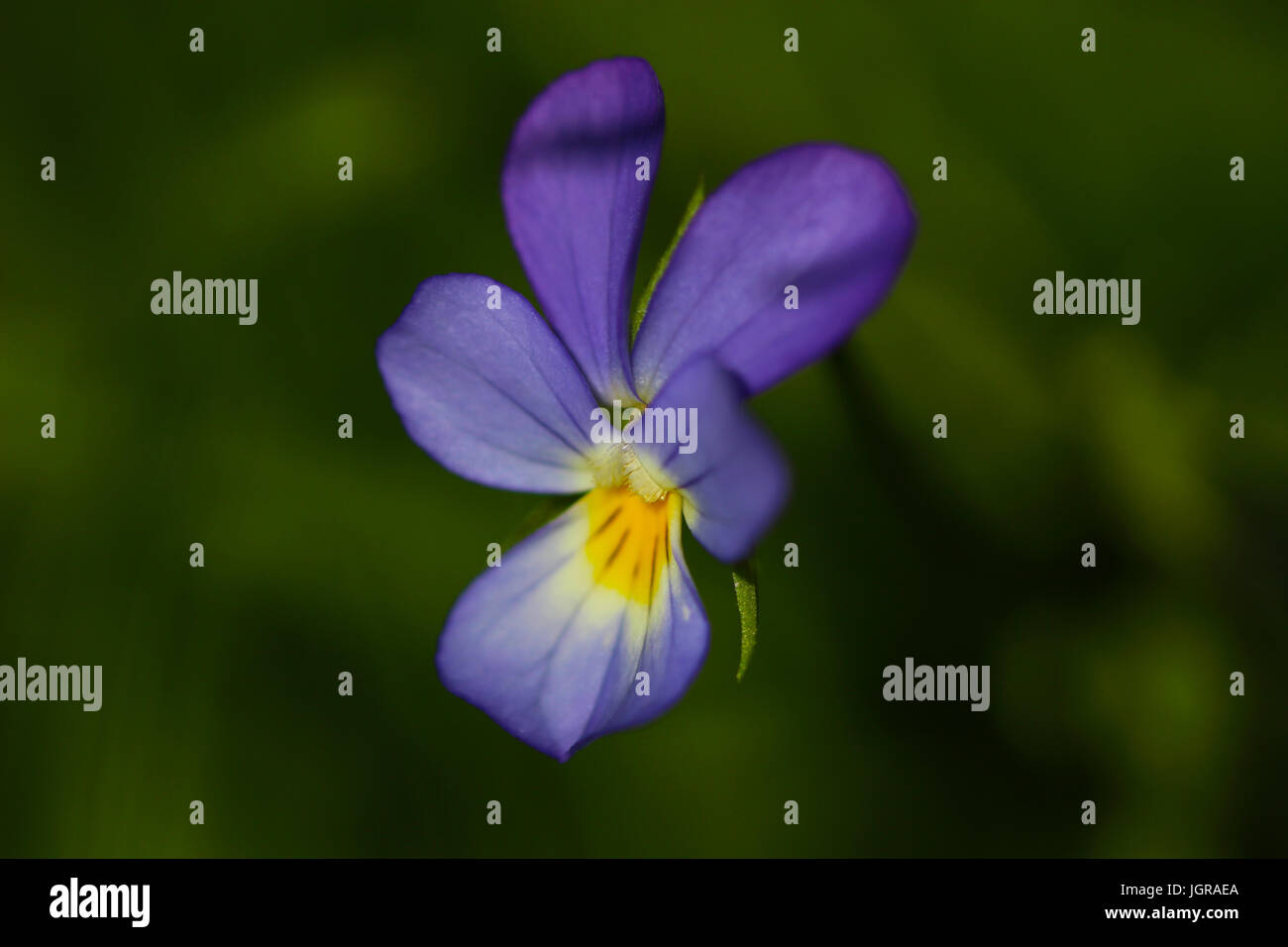Delicate purple flower on a green background Stock Photo - Alamy