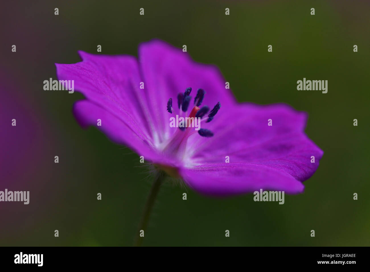 Delicate purple flower on a green background Stock Photo - Alamy
