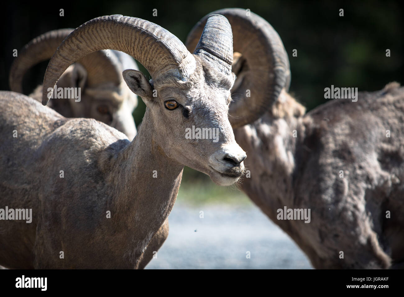 Rocky mountain bighorn sheep ram hi-res stock photography and images ...