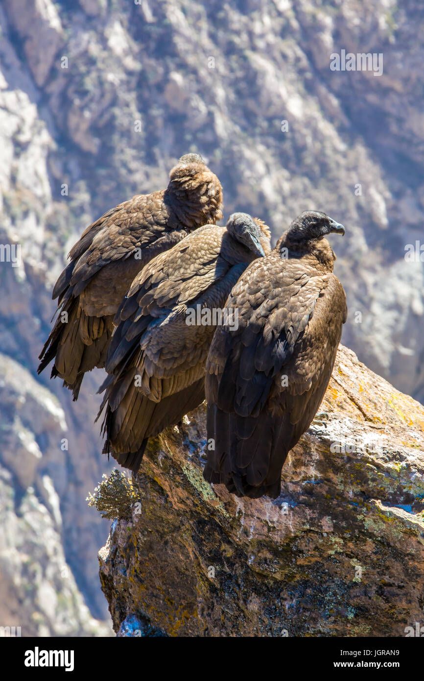 Three Condors at Colca canyon sitting,Peru,South America. This is a ...