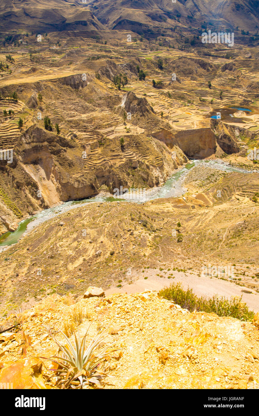 Colca Canyon, Peru,South America. Incas to build Farming terraces with ...