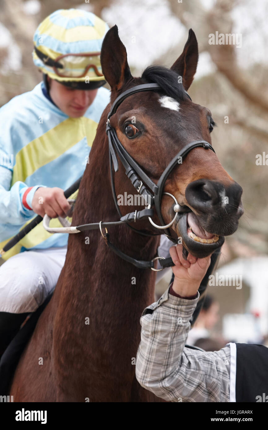 Race horse head ready to run. Paddock area. Vertical Stock Photo - Alamy