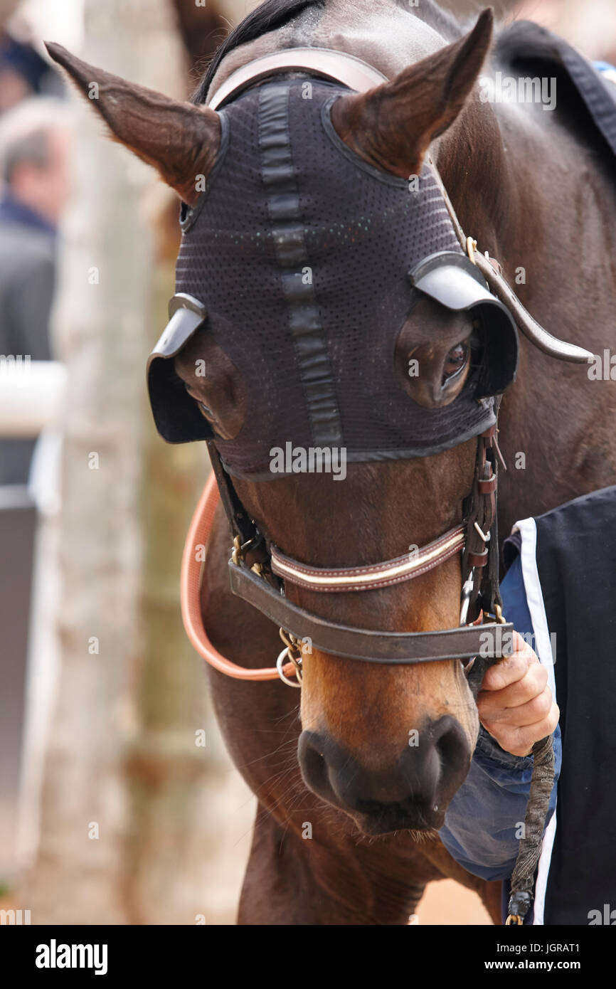 What Does Blinkers Mean In Horse Racing at Miles Gomez blog