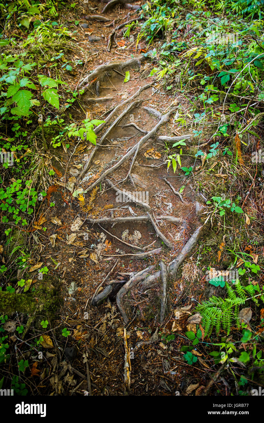 Various tree roots in brown soil with some leafs Stock Photo - Alamy