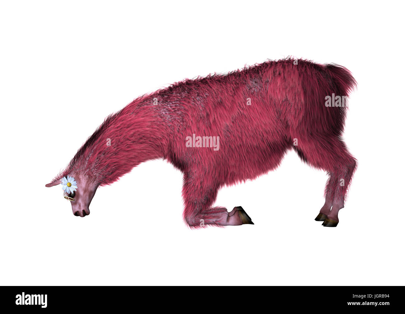 3D rendering of a pink lama isolated on white background Stock Photo ...