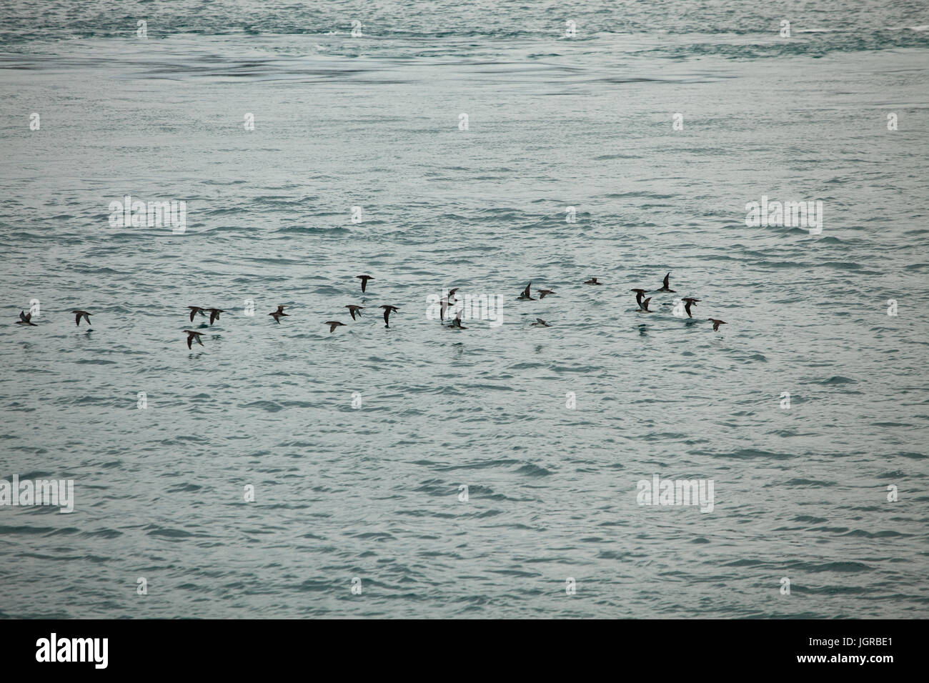 Water birds flying at low altitude over sea; Bosphorus strait, Istanbul ...