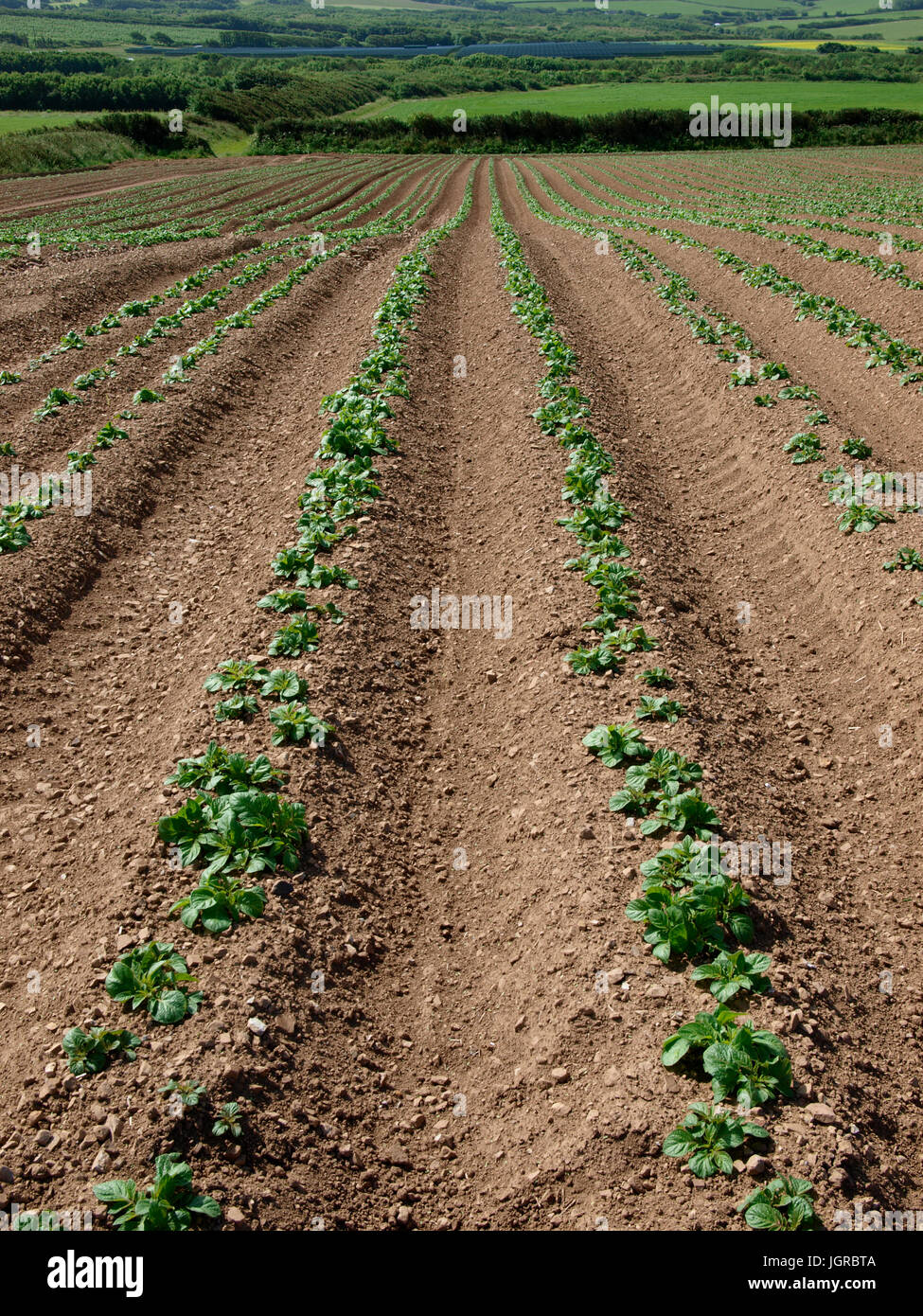 Potato farming uk hi-res stock photography and images - Alamy