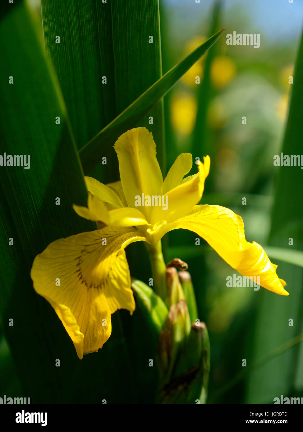 Iris pseudacorus yellow iris hi-res stock photography and images - Alamy