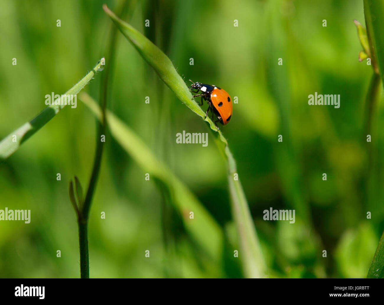 Coccinellidae, Ladybird, Ladybug on a blade of grass, Cornwall, UK ...