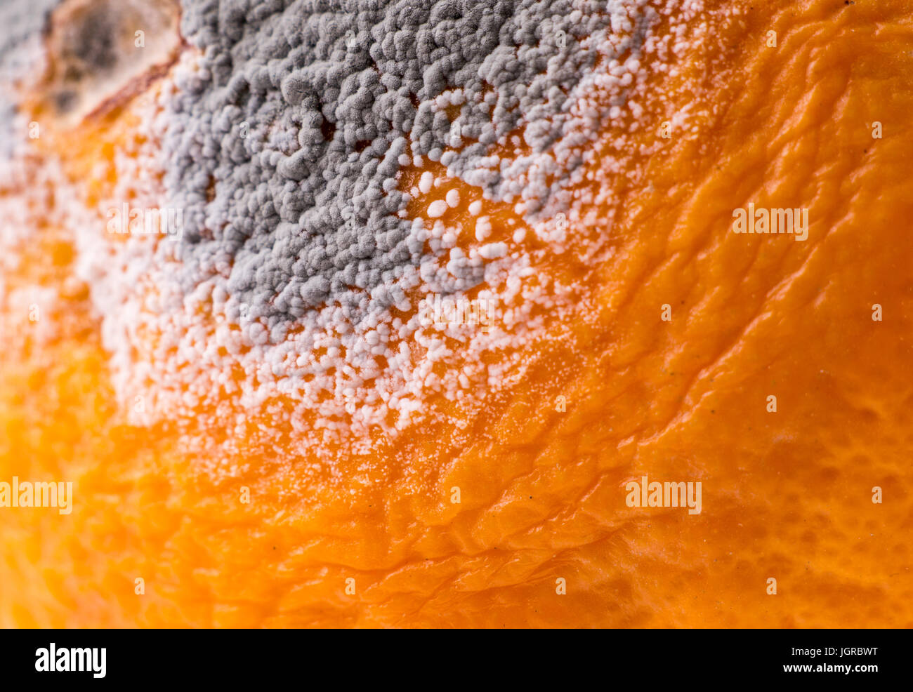 Musty Stock Photos & Musty Stock Images - Alamy