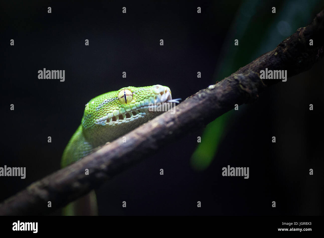 Bright green snake hi-res stock photography and images - Alamy