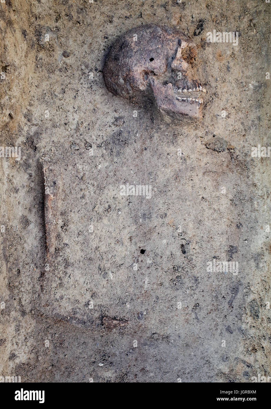 Archaeological excavation with skeletons and skulls still half buried ...