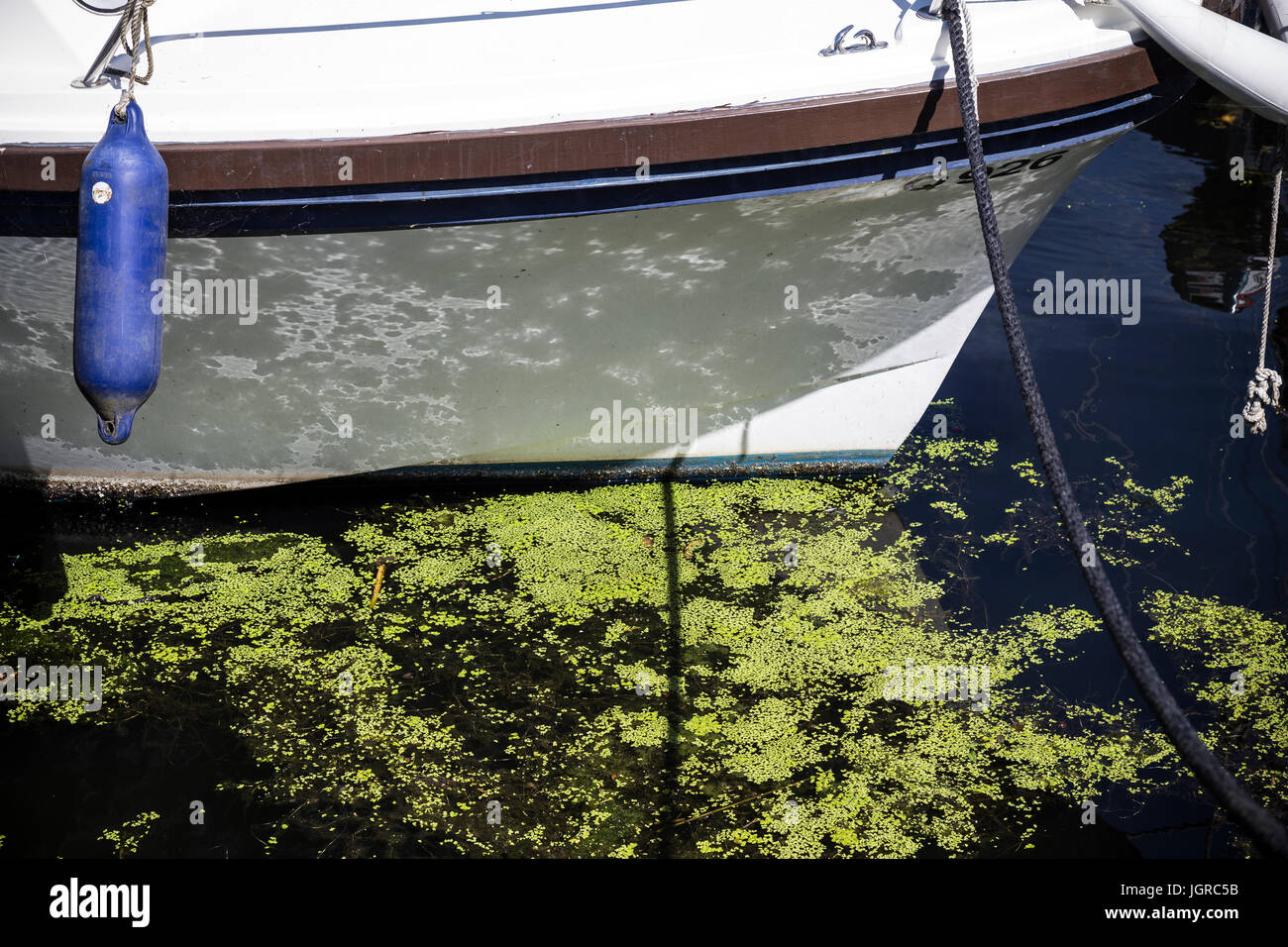 Algae near hull of boat moored,inland waterway, channel, watercourse ...