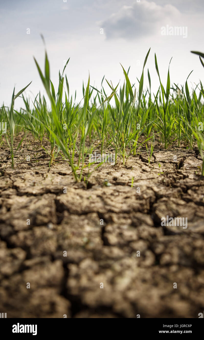 close up image of cracked dried up ground with grass growing Stock ...