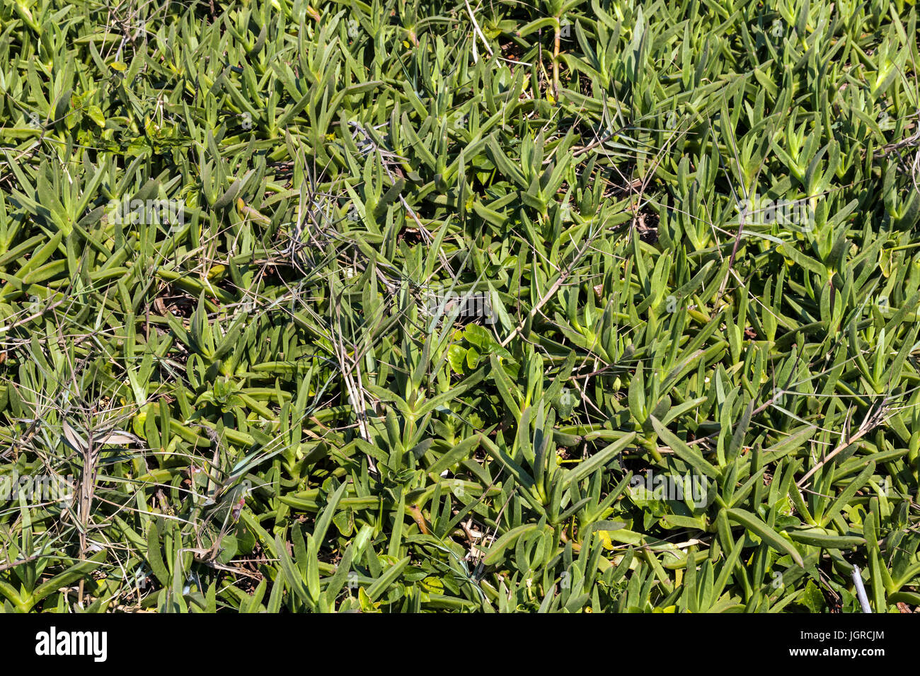 Vegetation patterns hi-res stock photography and images - Alamy