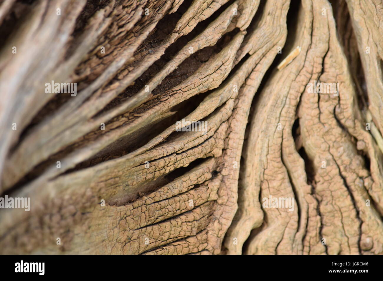 Wood veins hi-res stock photography and images - Alamy