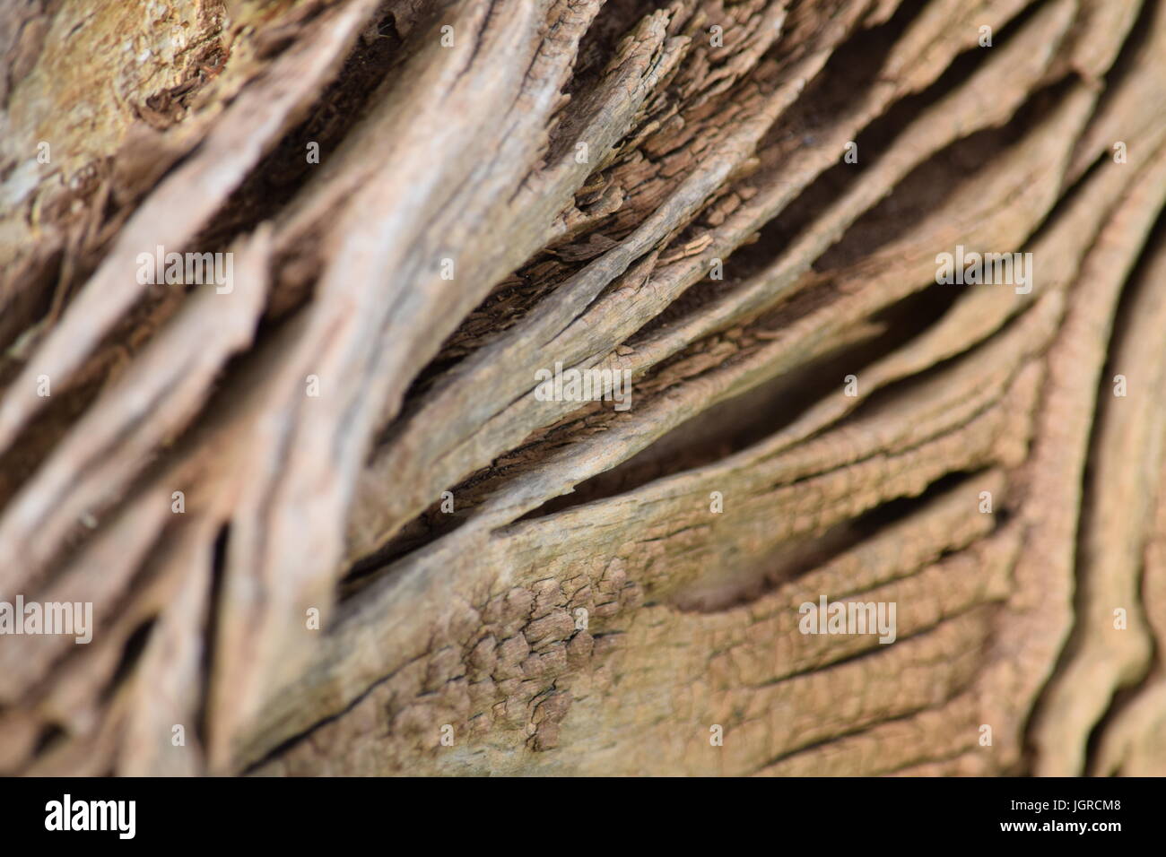 Wood Veins High Resolution Stock Photography and Images - Alamy