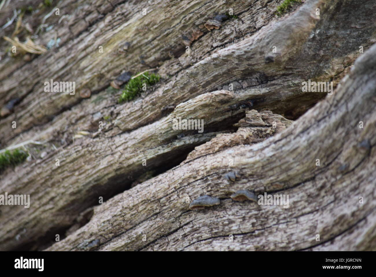 Face withered hi-res stock photography and images - Alamy
