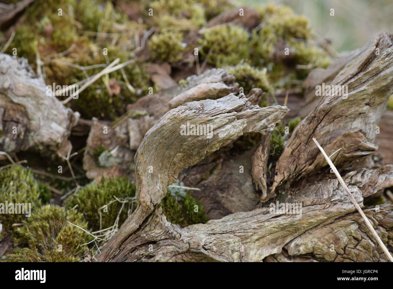 Stump and moss Stock Photo - Alamy