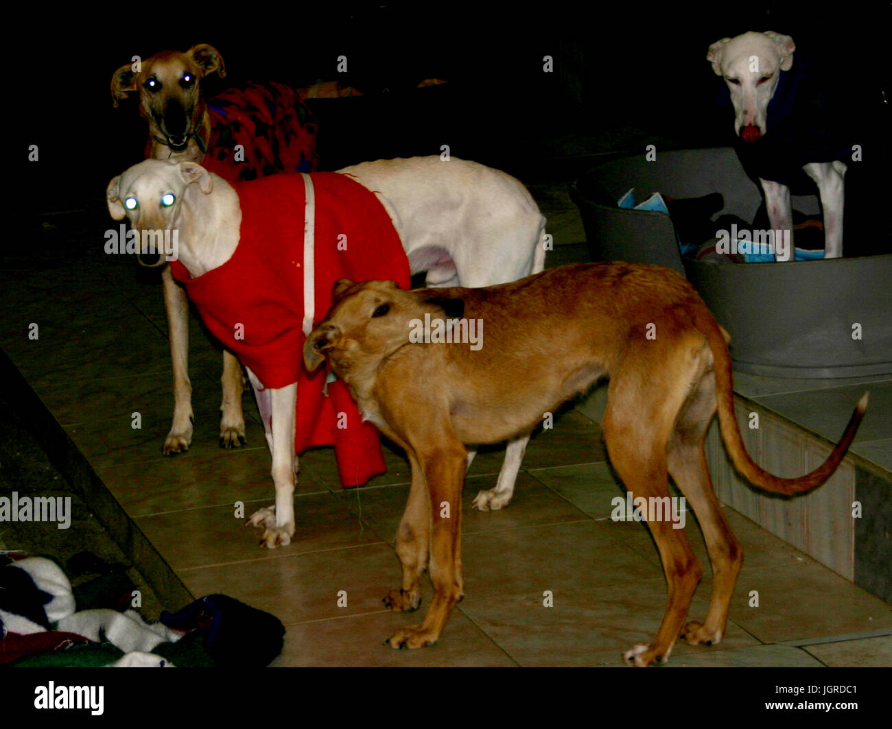 abused greyhounds mistreated and rescued dogs animal greyhound ...