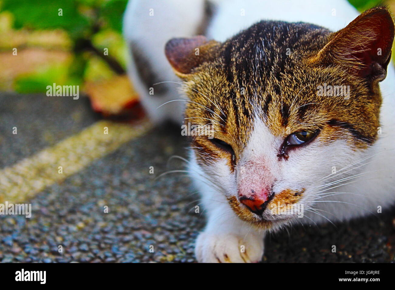 A winking cat caught on camera Stock Photo - Alamy