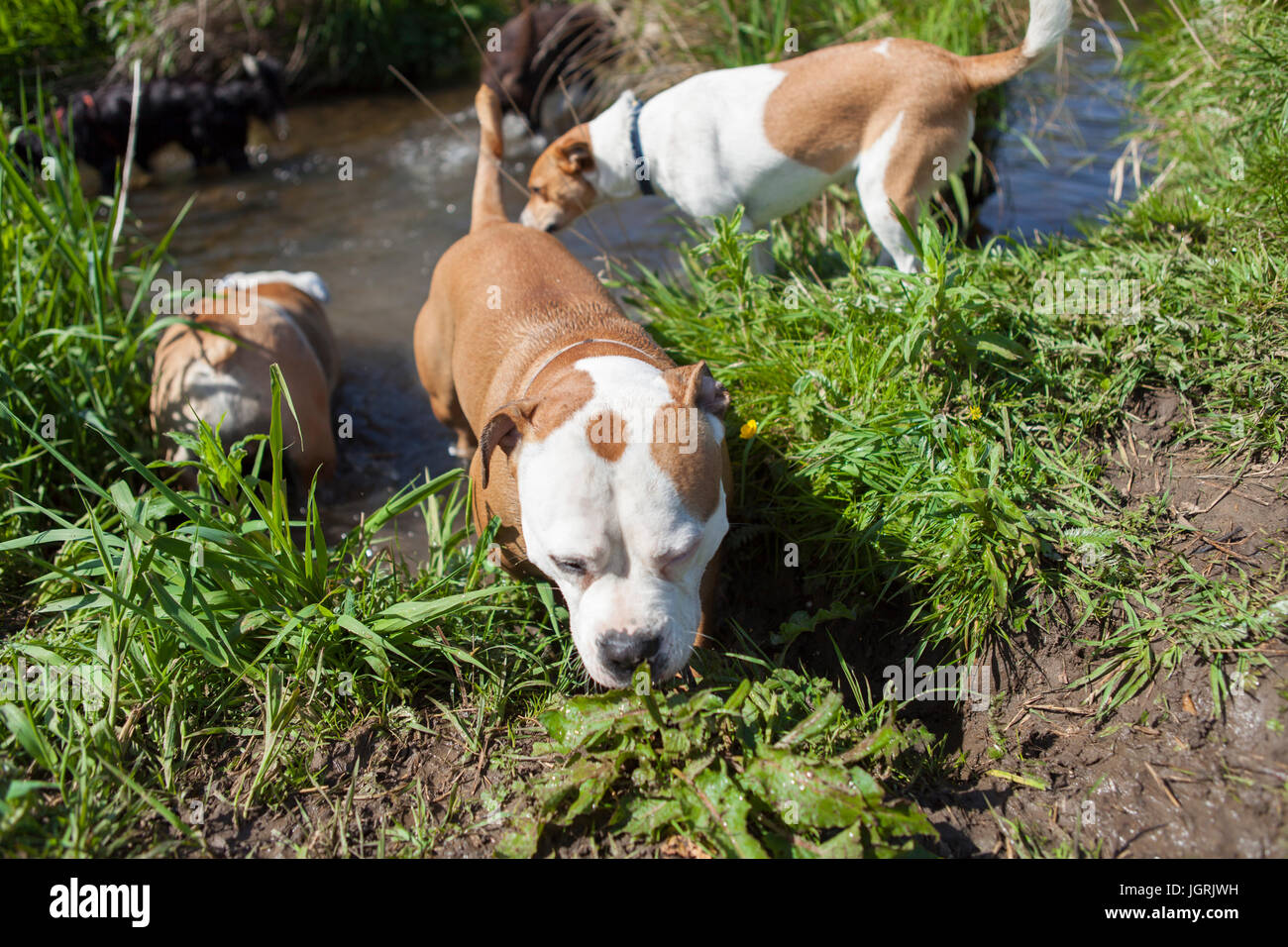 Dogs playing in fields and streams Stock Photo - Alamy
