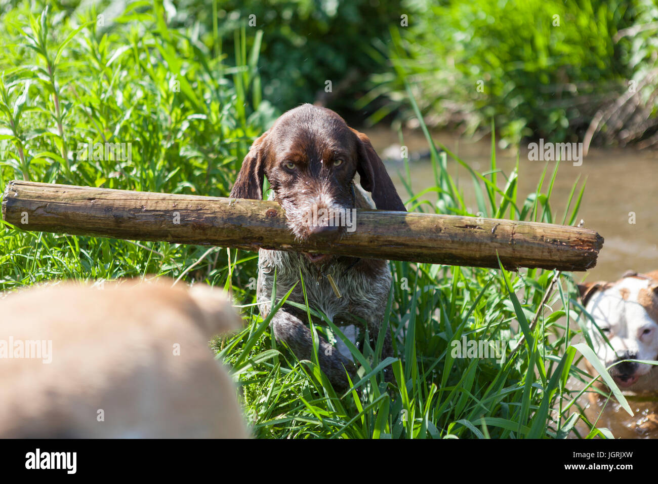 Dogs playing in fields and streams Stock Photo - Alamy