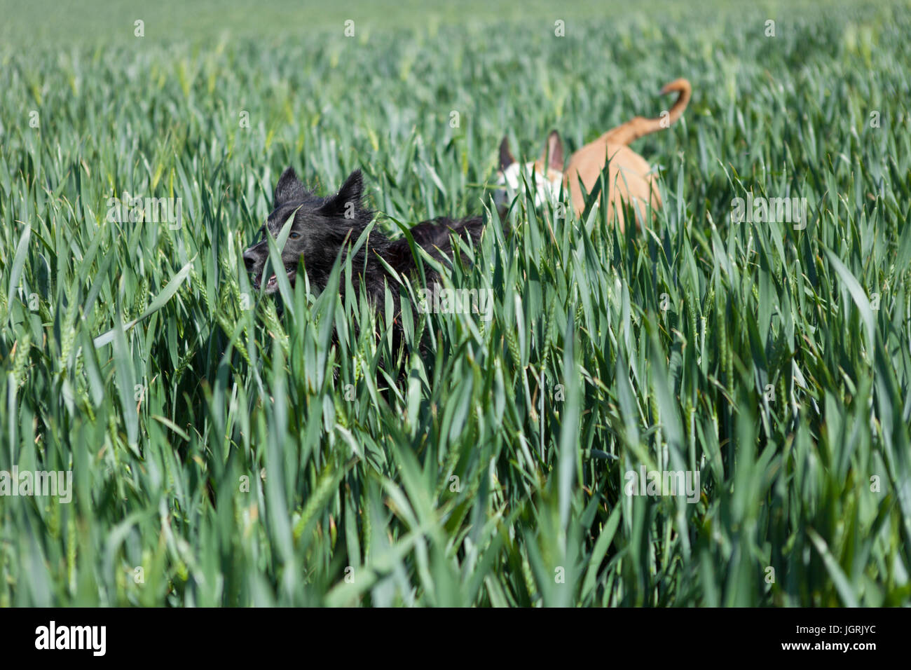 Dogs playing in fields and streams Stock Photo - Alamy