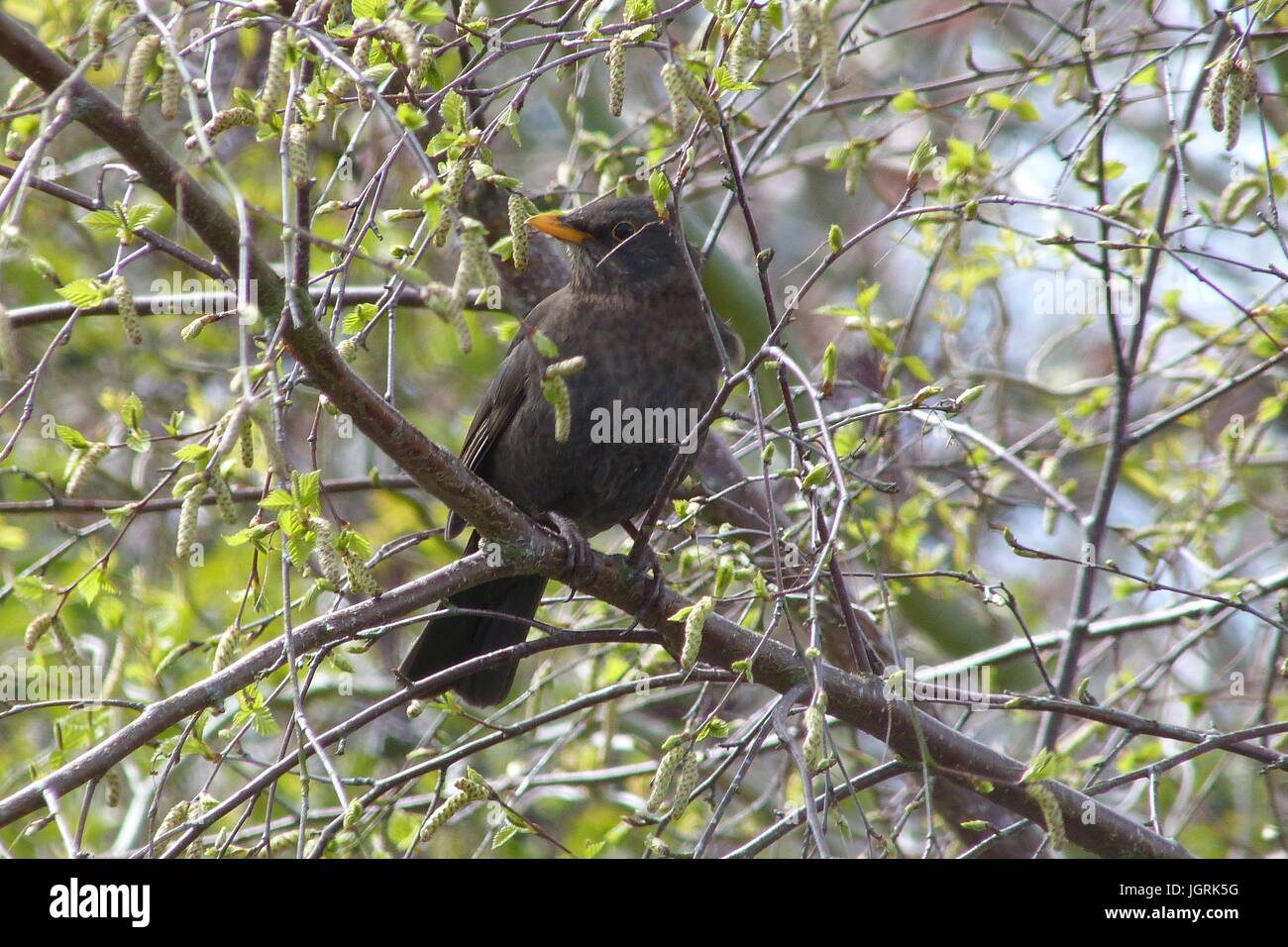 Bird in a tree Stock Photo - Alamy