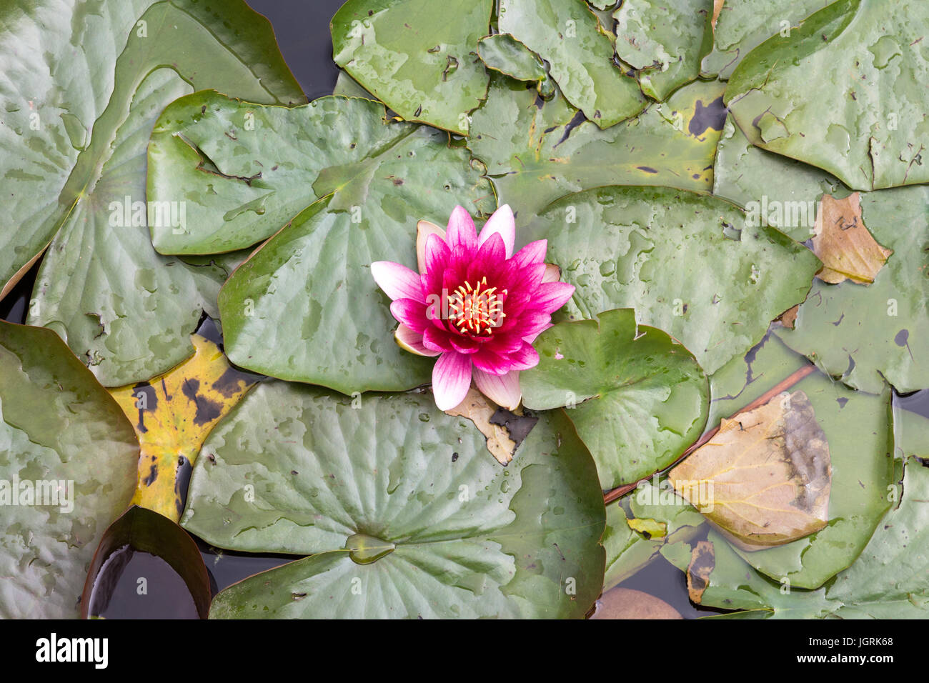 Blooming water lily in small pond.Top view Stock Photo - Alamy