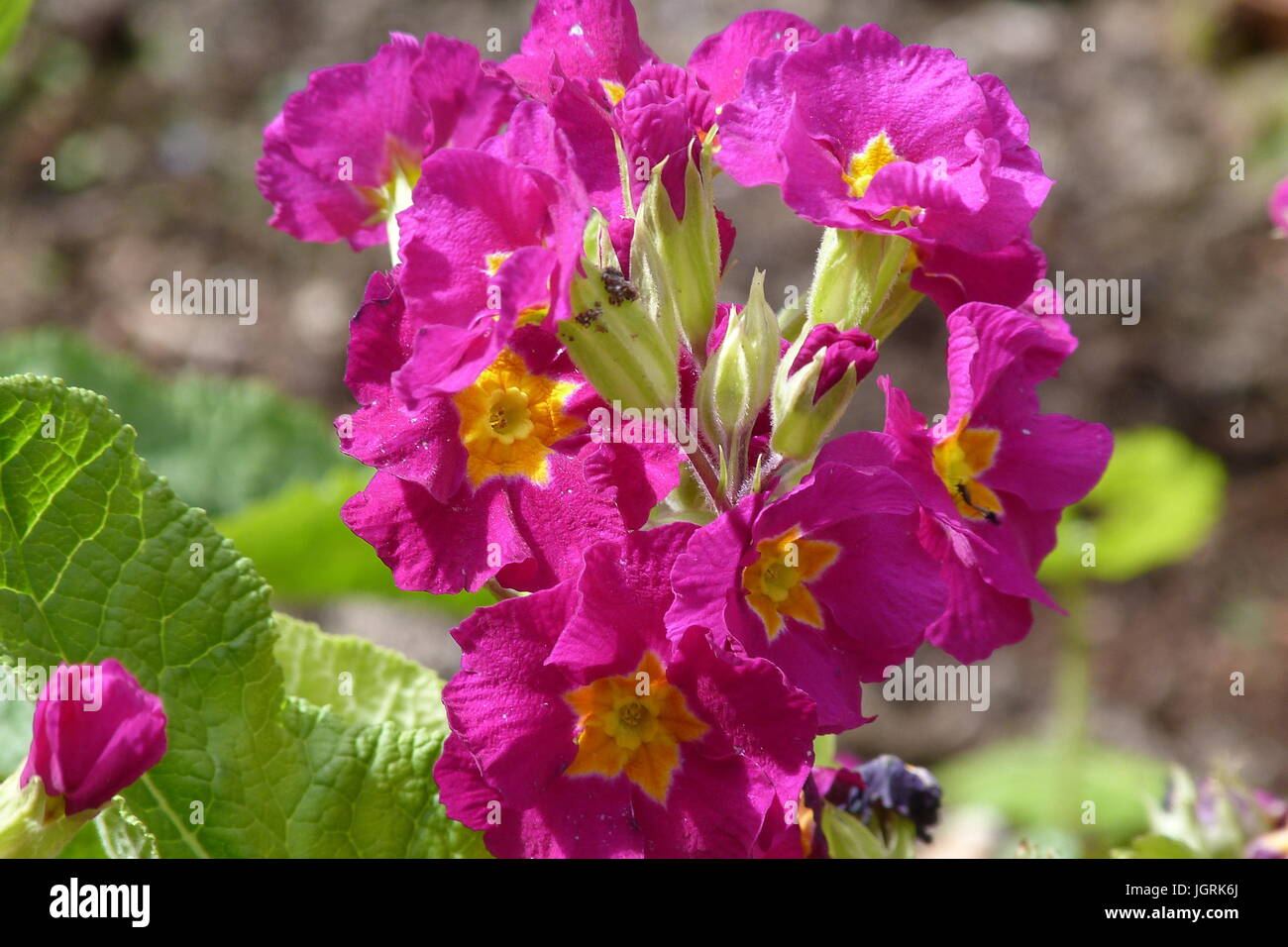 Pink primrose posy Stock Photo - Alamy