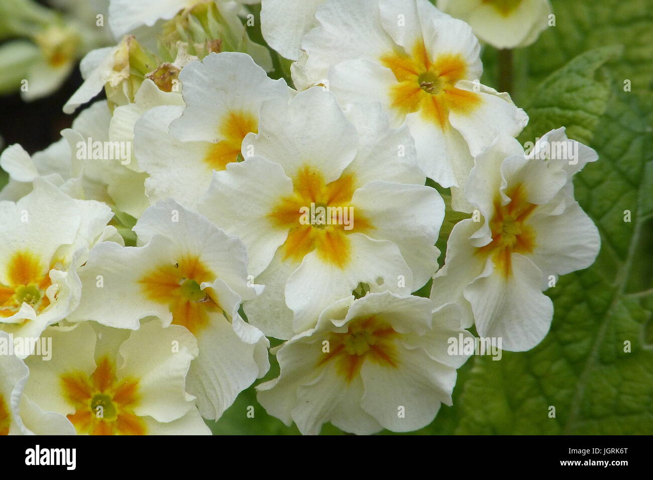 Primrose, white posy Stock Photo - Alamy