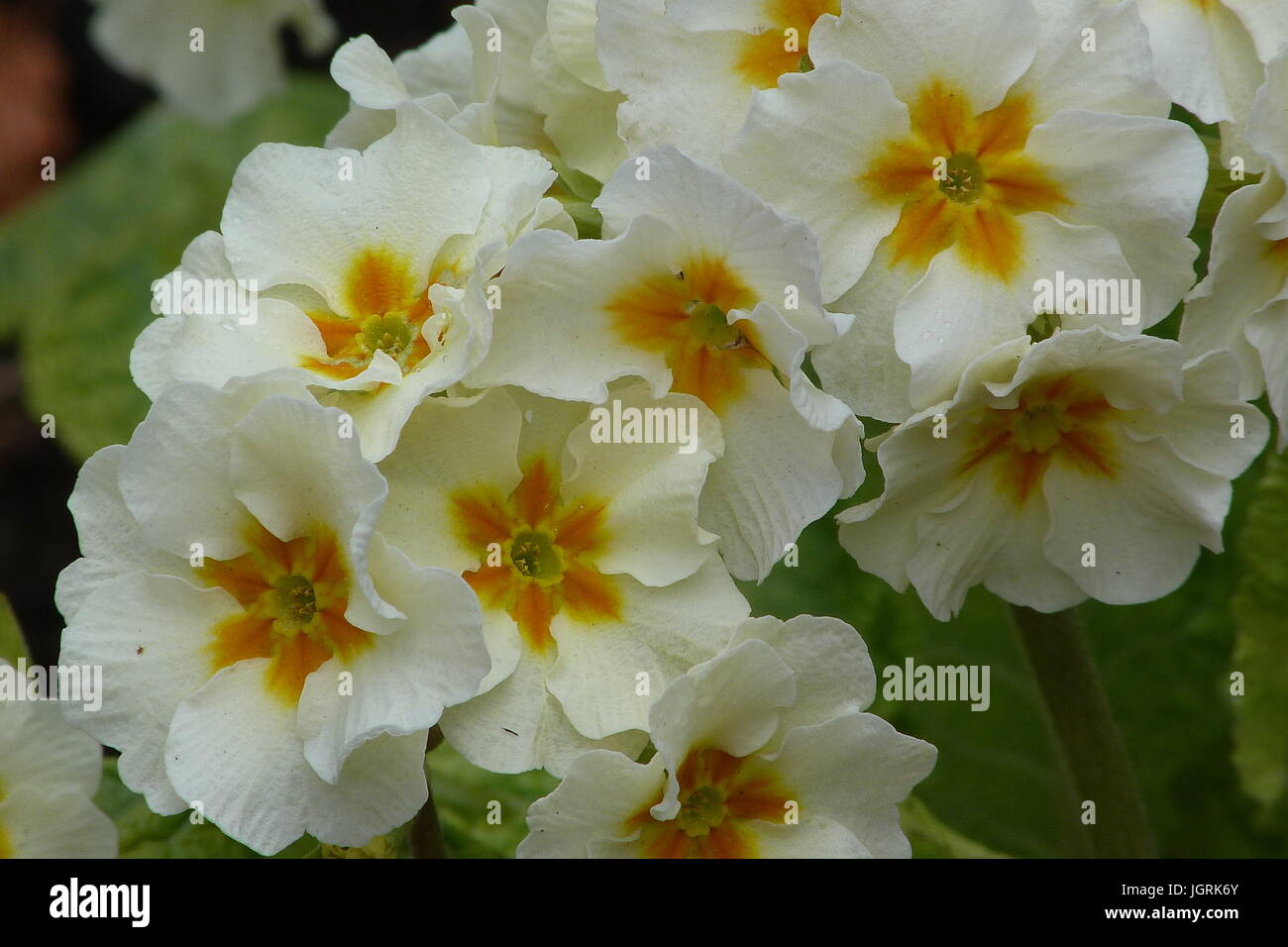 Posy of white primula Stock Photo - Alamy