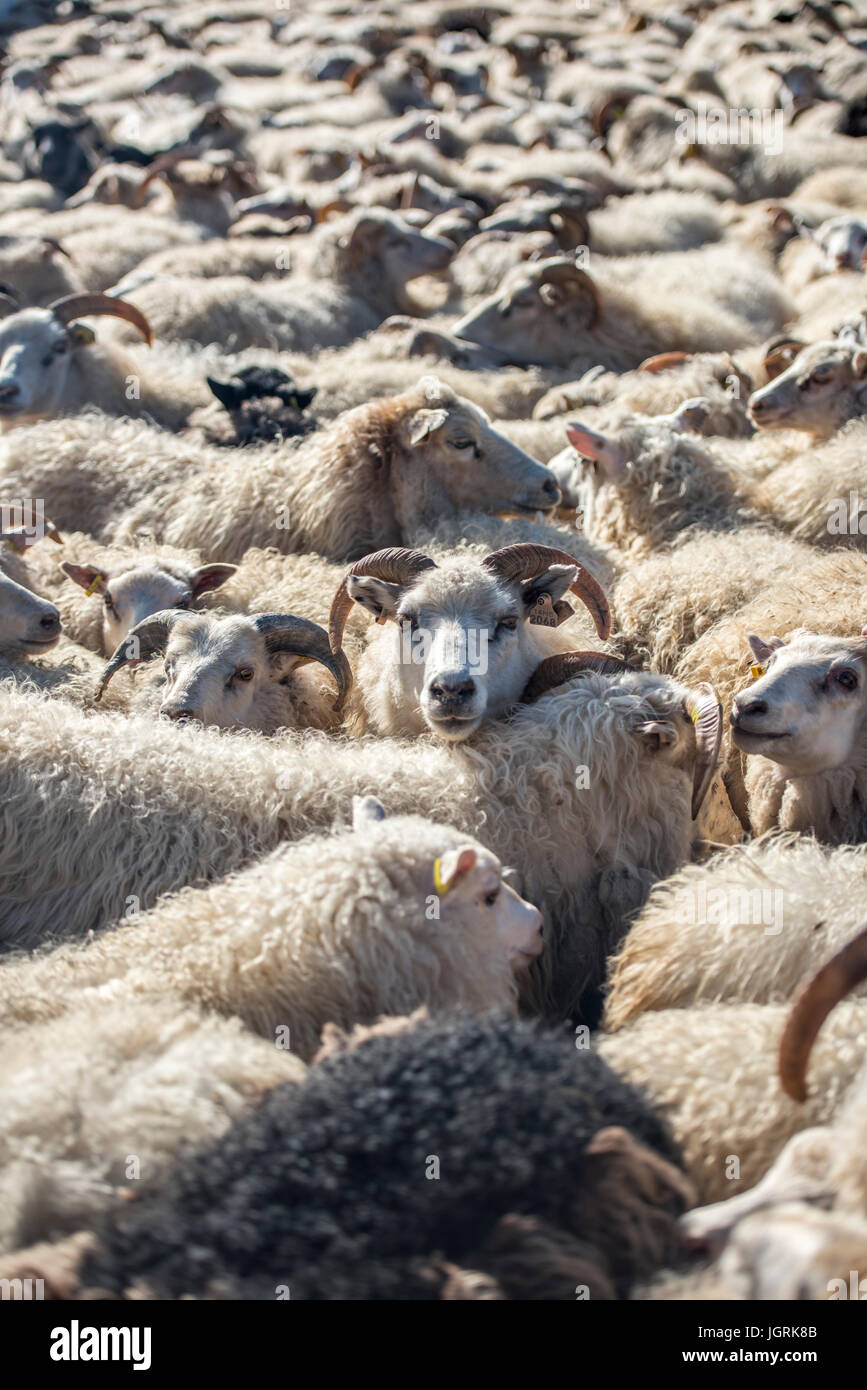 Traditional sheep hi-res stock photography and images - Alamy Traditional sheep hi-res stock photography and images - Alamy