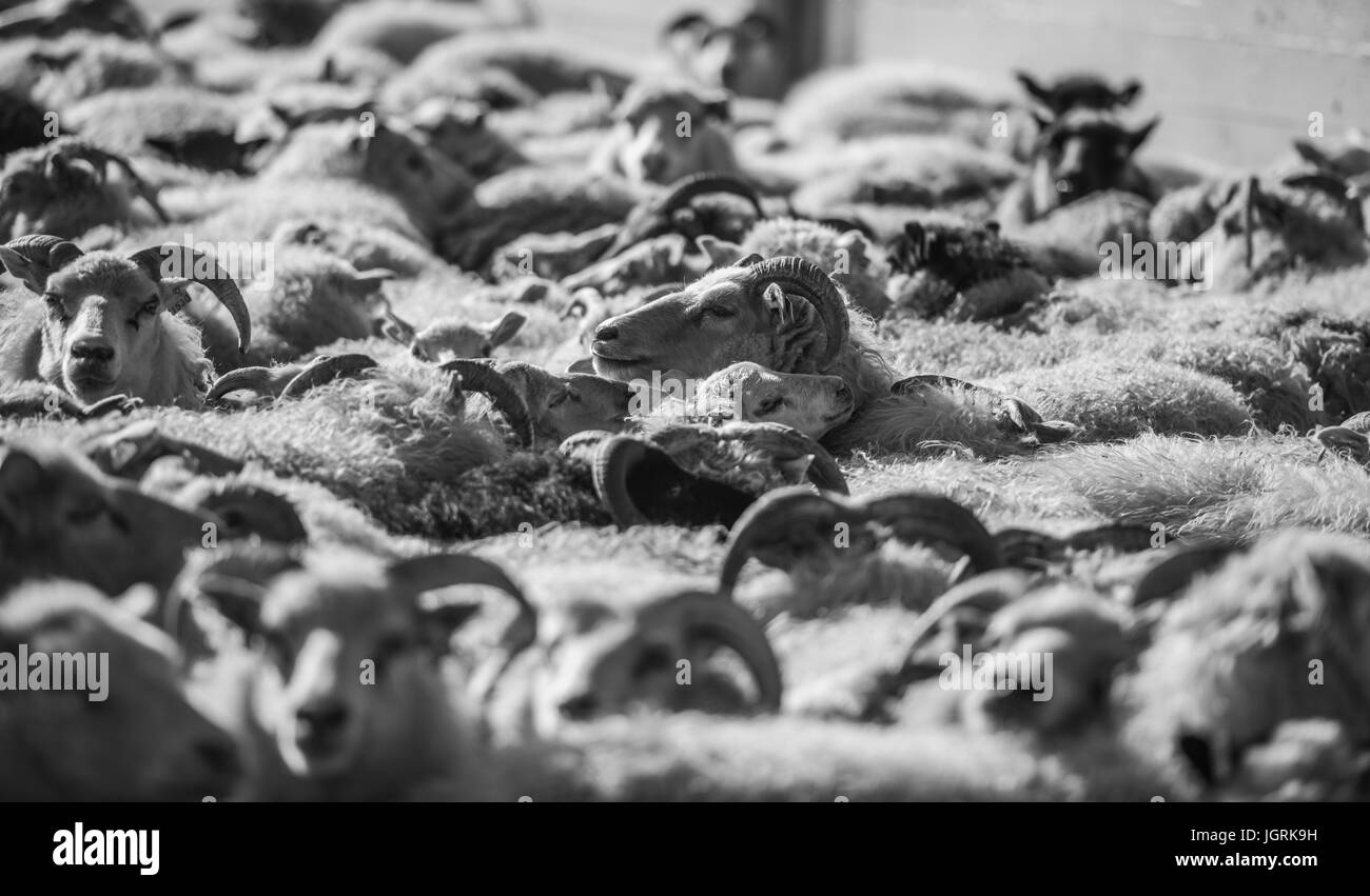 Traditional sheep gathering in Iceland Stock Photo - Alamy