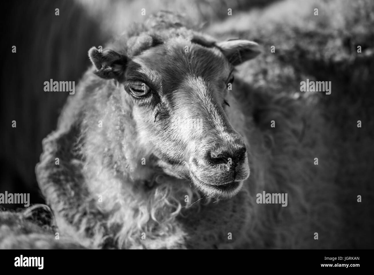 Sheep and goat farming hi-res stock photography and images - Alamy