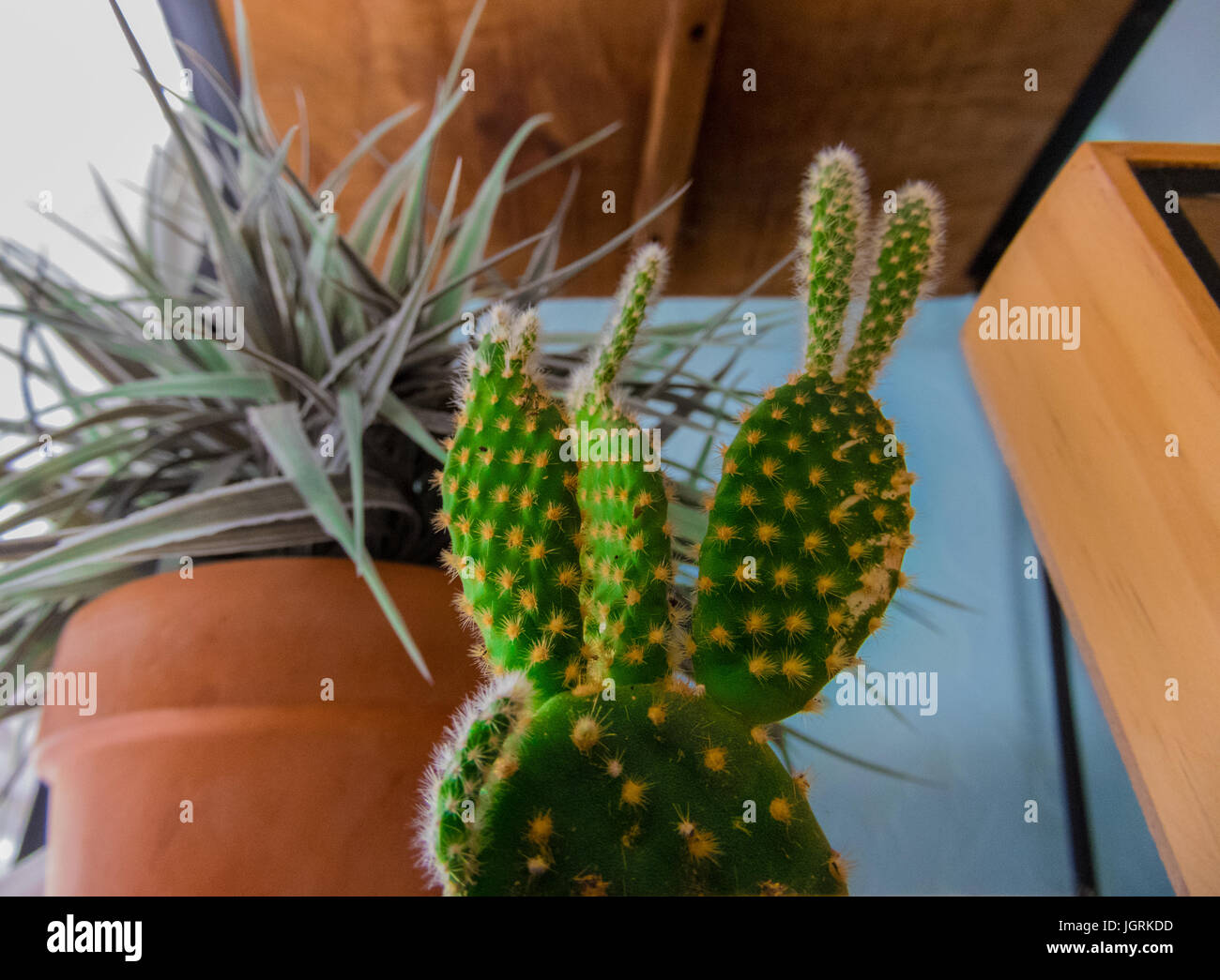 Colorful Cactus background Stock Photo - Alamy