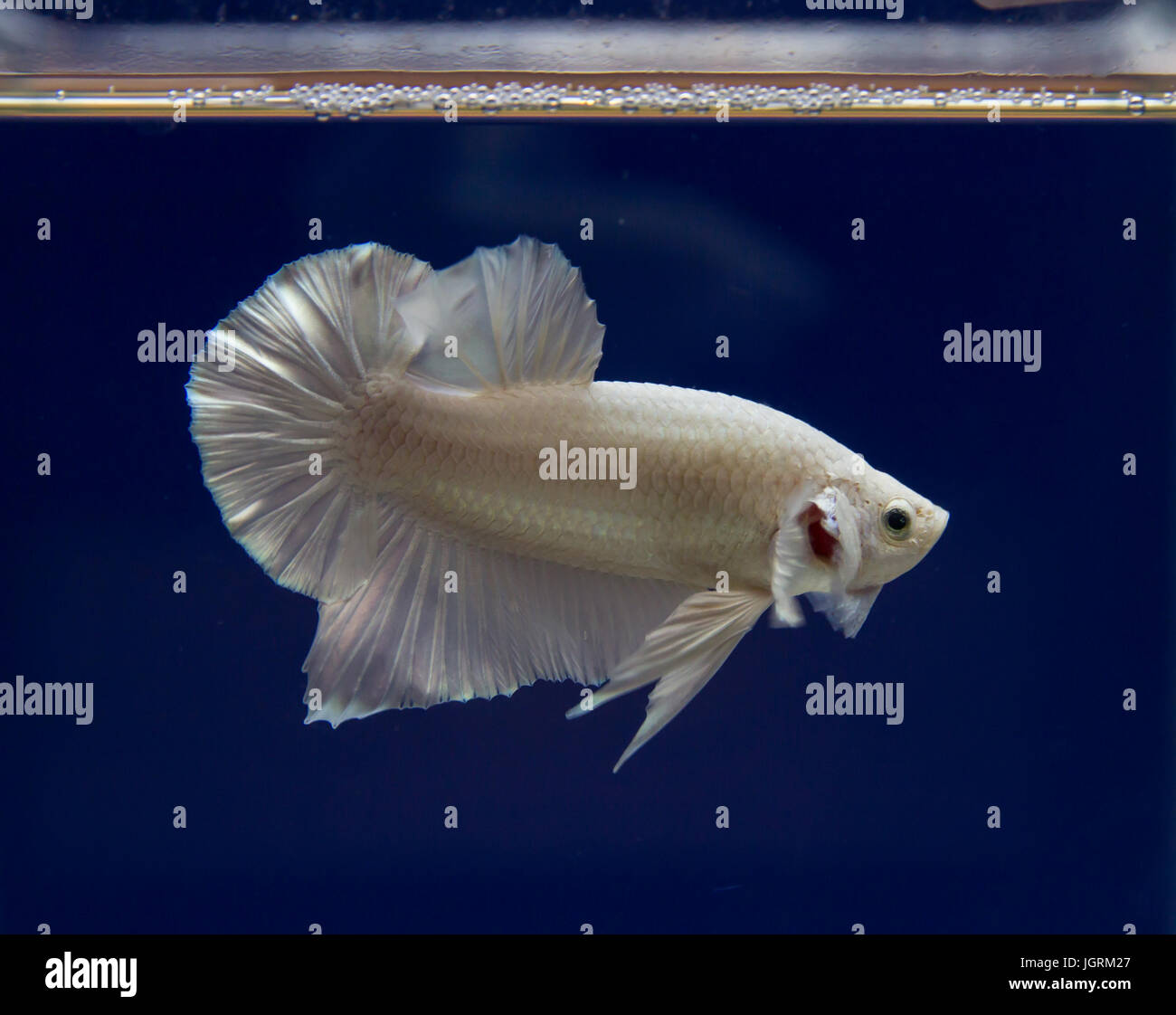 White siamese fighting fish in a blue background Stock Photo - Alamy
