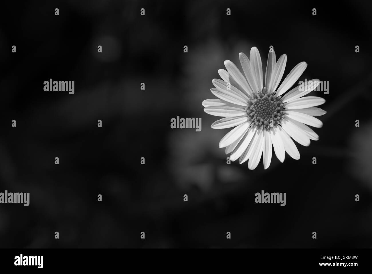 Nature monochrome hi-res stock photography and images - Alamy
